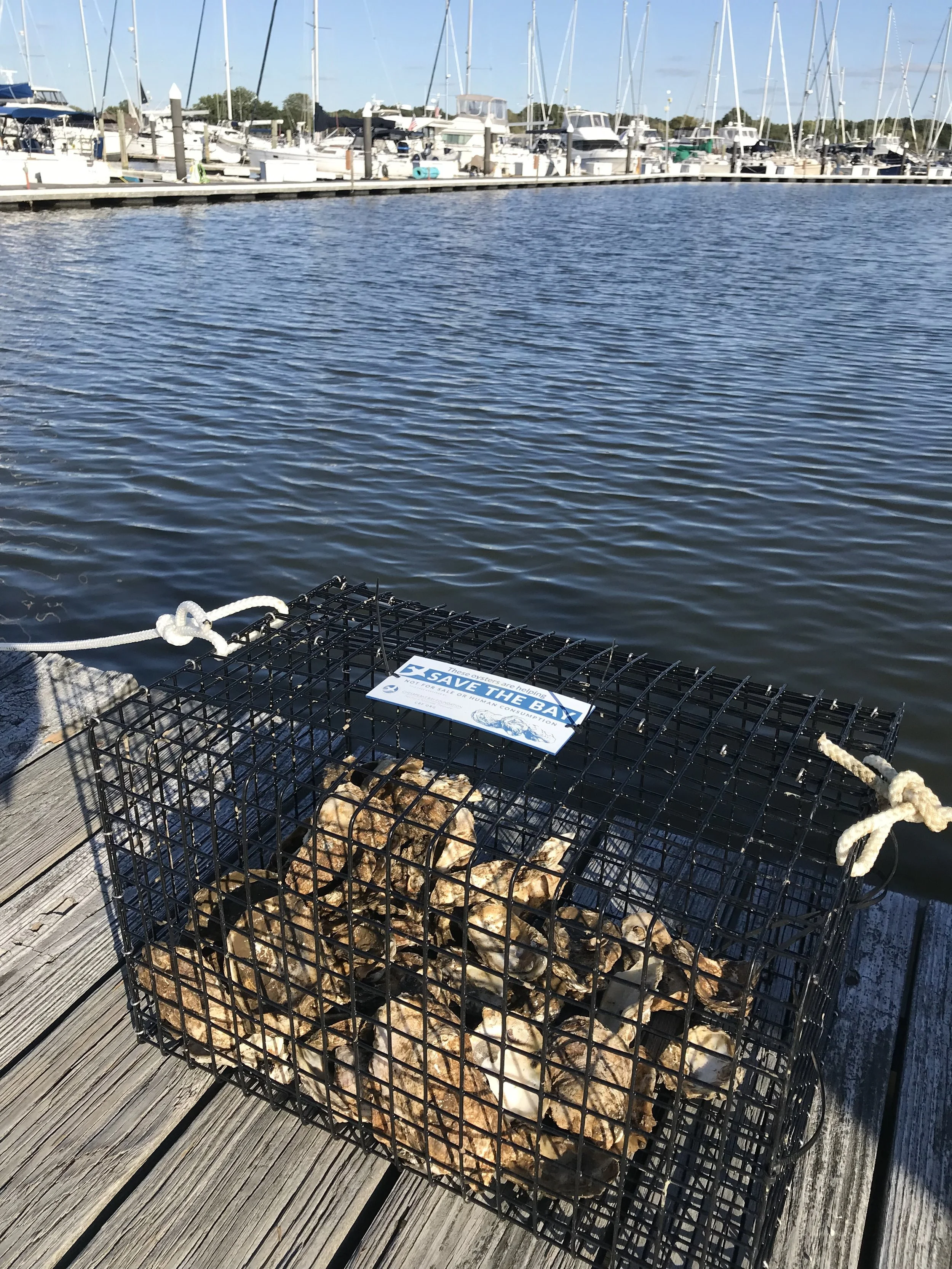 Concrete oyster spat collection - golans