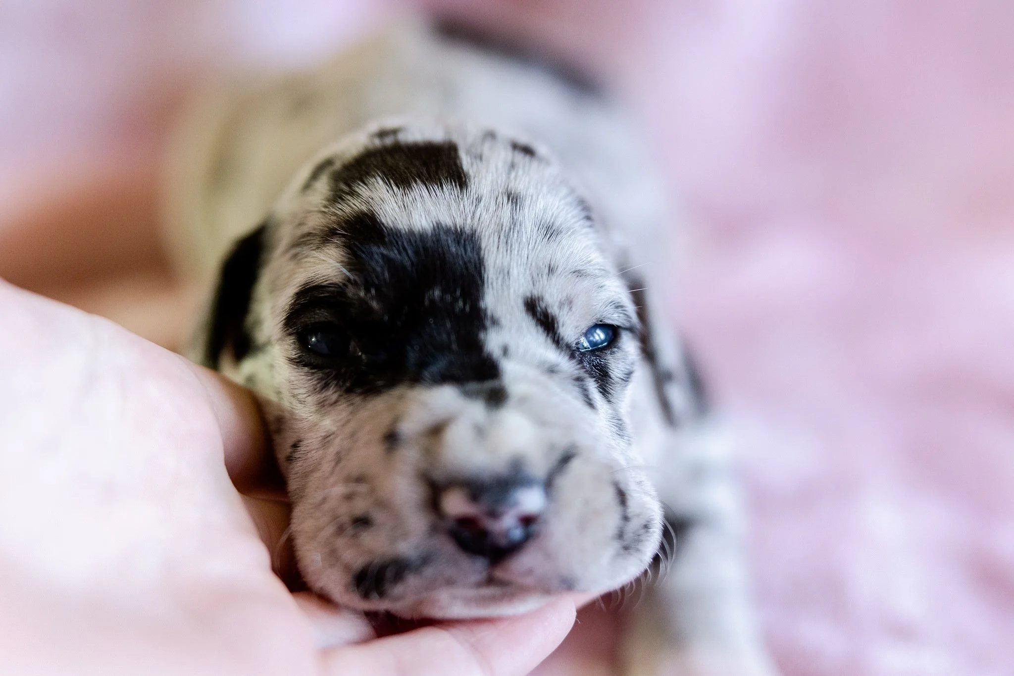 Premier source for Great Dane puppies | Pearce Danes