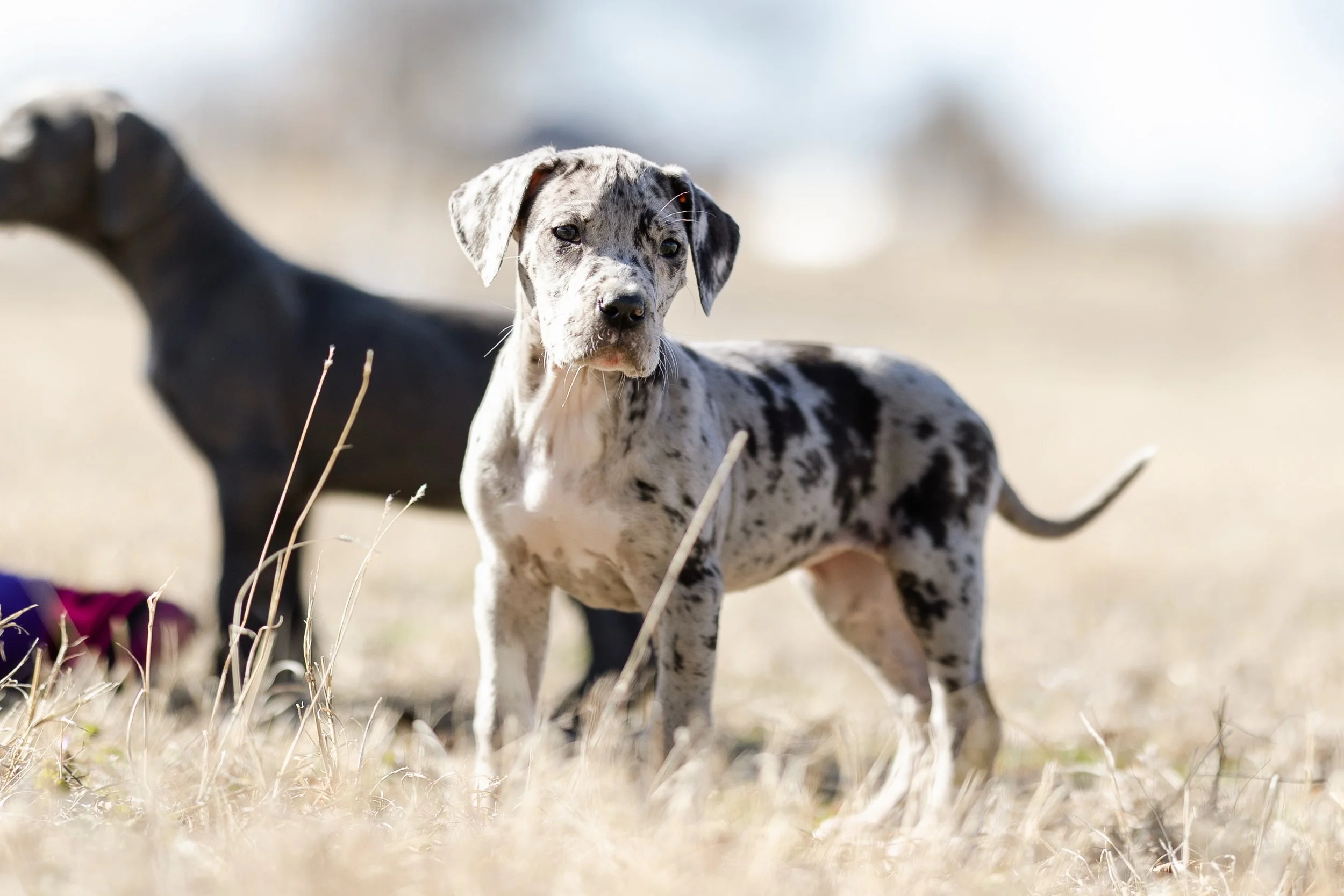 Premier source for Great Dane puppies | Pearce Danes