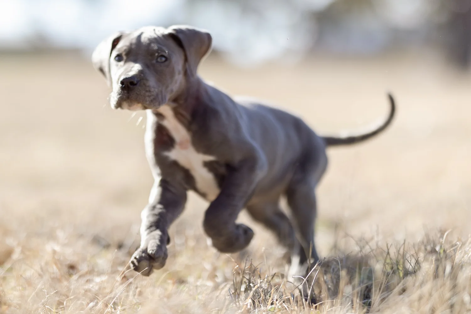 Great Dane Pitbull Puppies