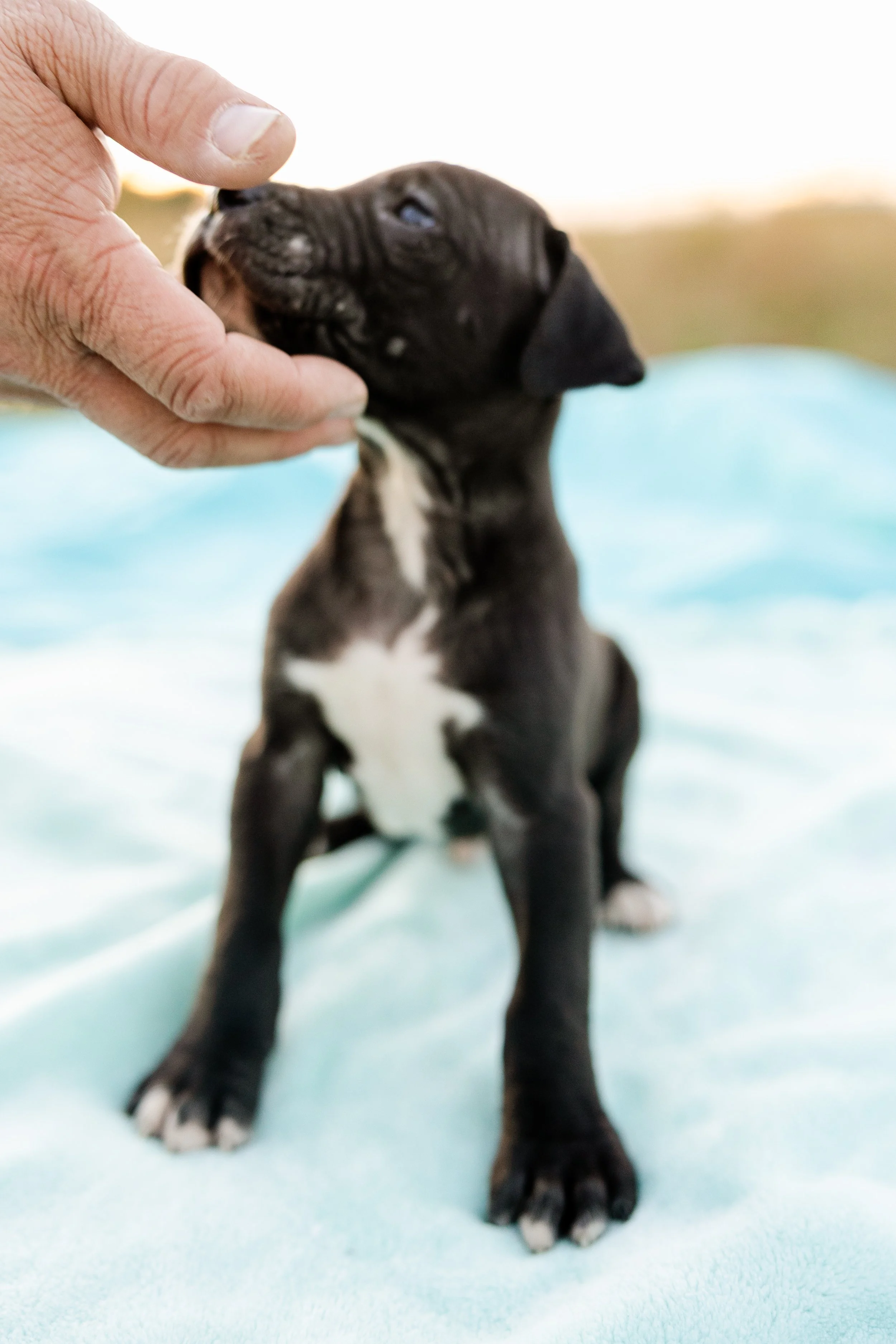 Great Dane Puppies For Sale — Pearce Danes