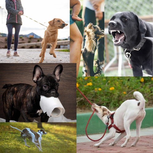 Bold City K9 :: Straight Forward, No Nonsense Dog Training – Best ...