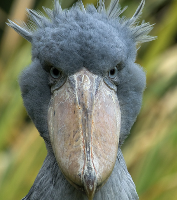 The Team — DB Casting