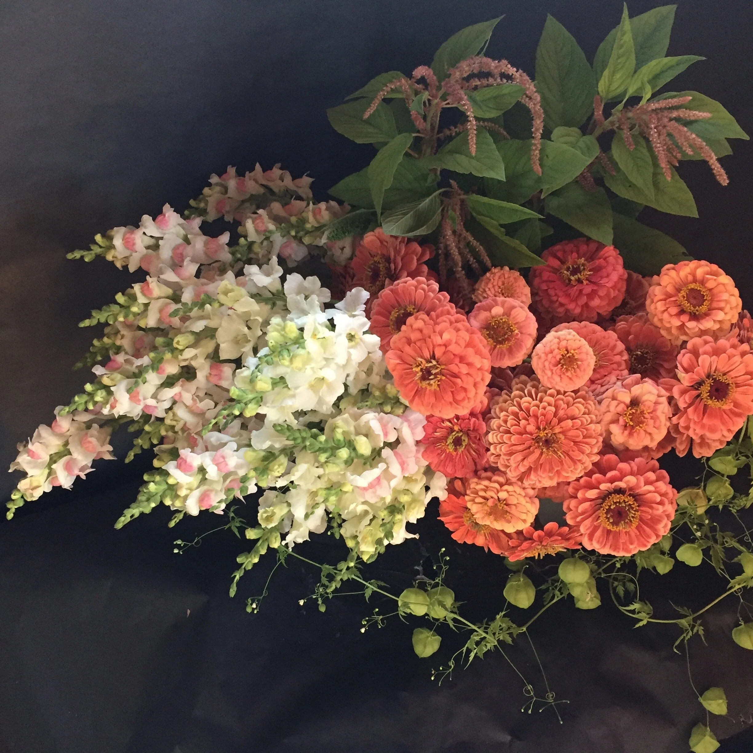 Sales — Vanishing Point Farm