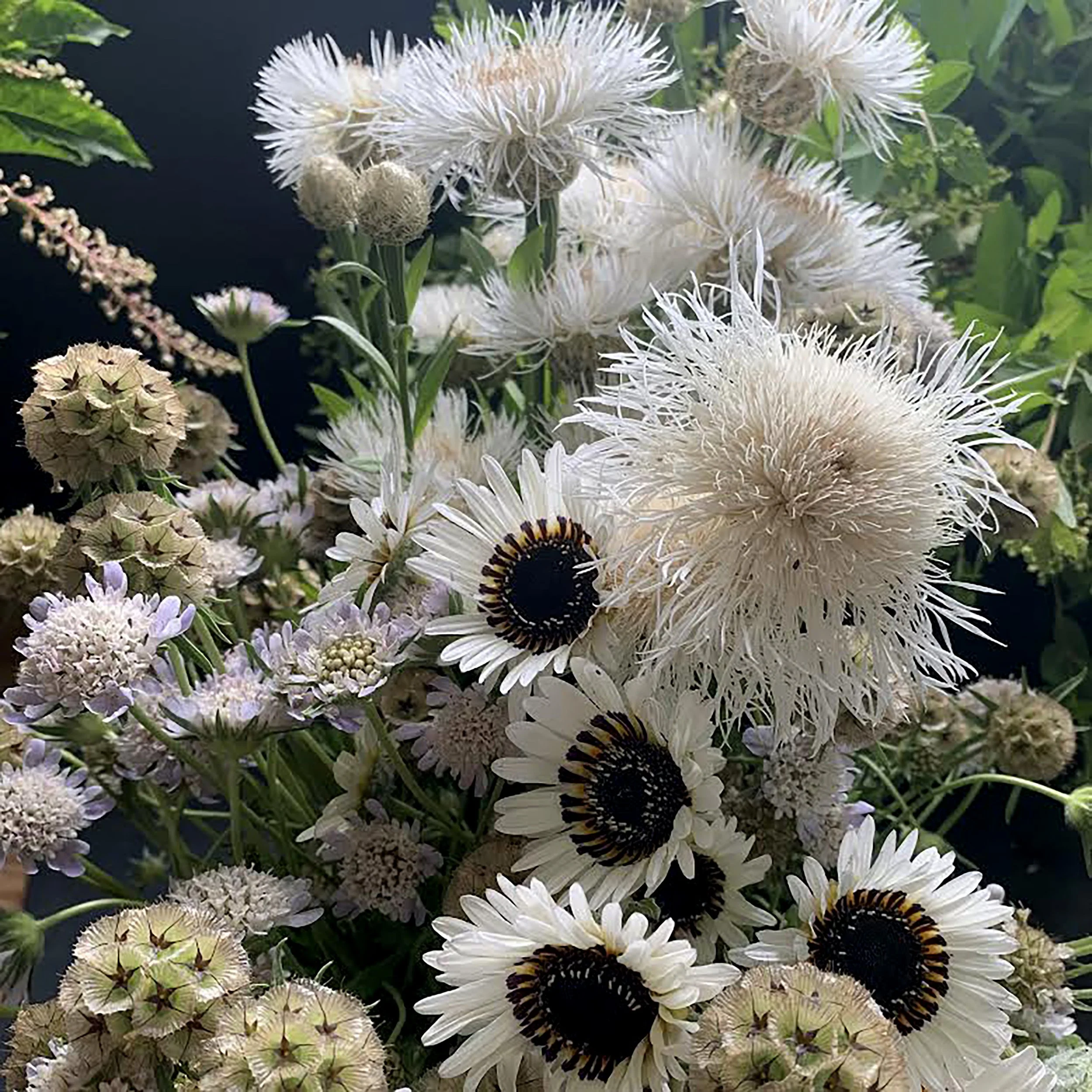 Cut Flowers & Foliage — Vanishing Point Farm