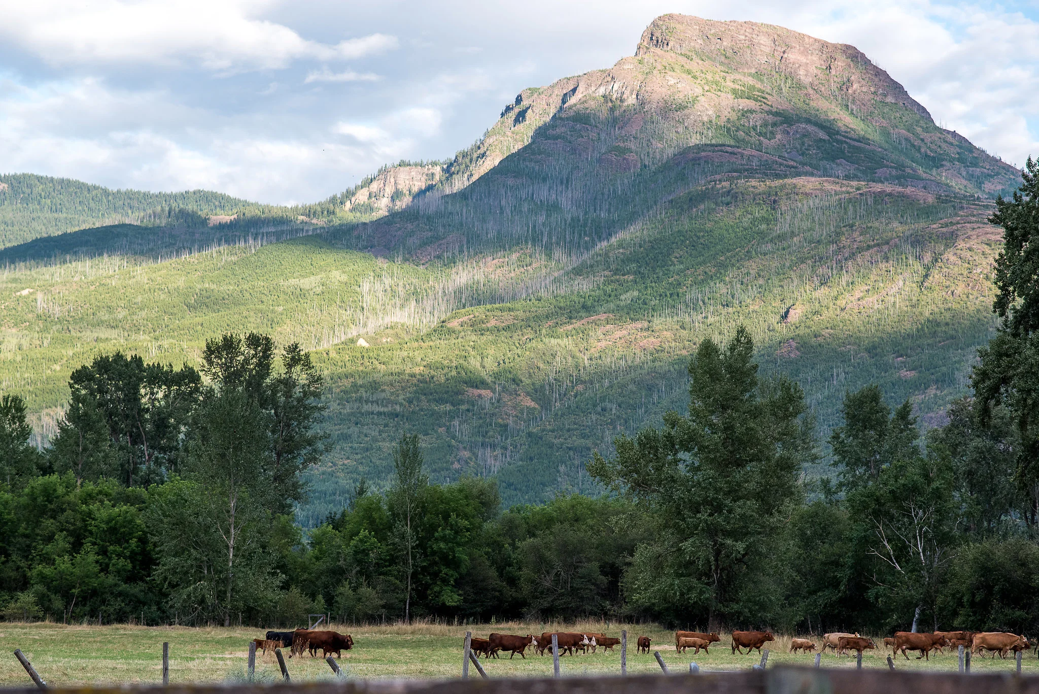 Gallery — Dolan Creek Farm