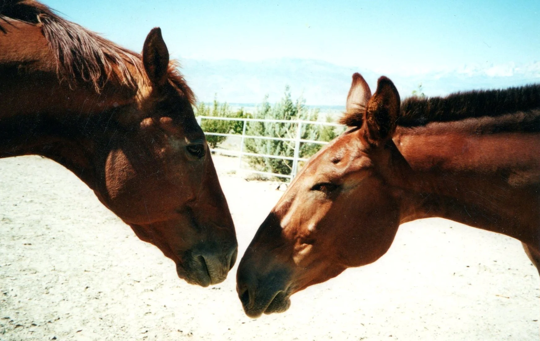 Welcome — Double L Ranch