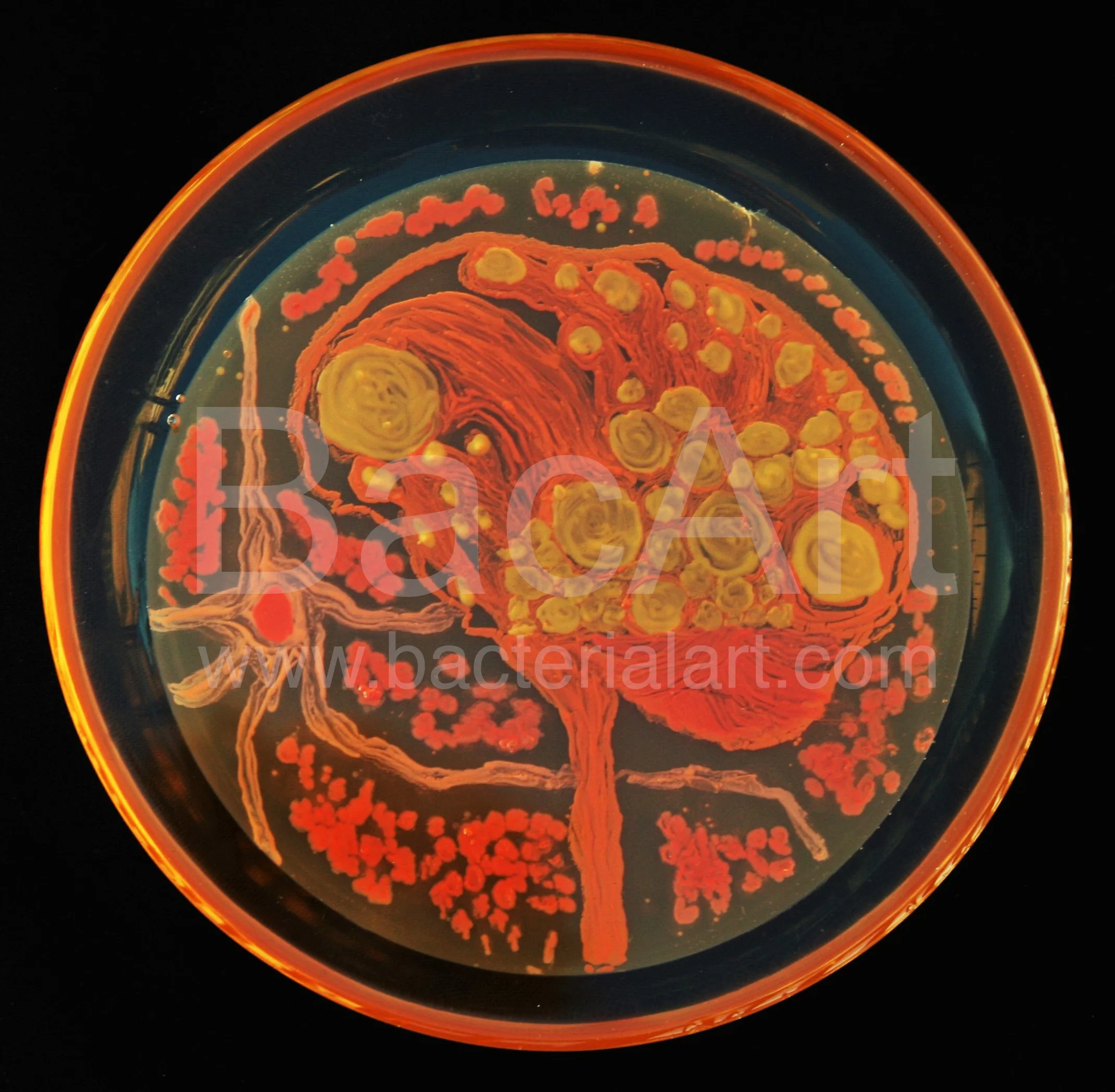 Bioscapes — Bacterial Art