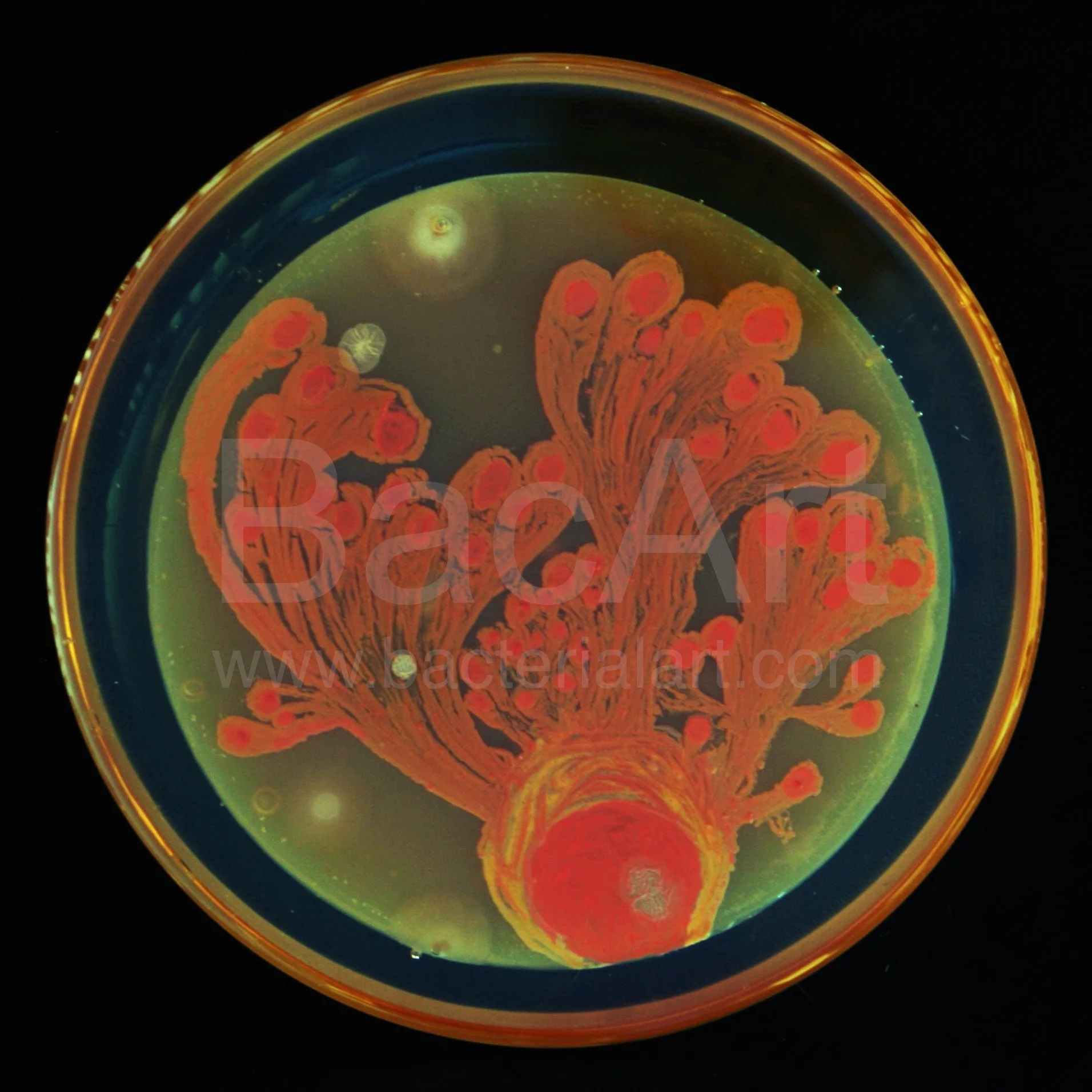 Bioscapes — Bacterial Art