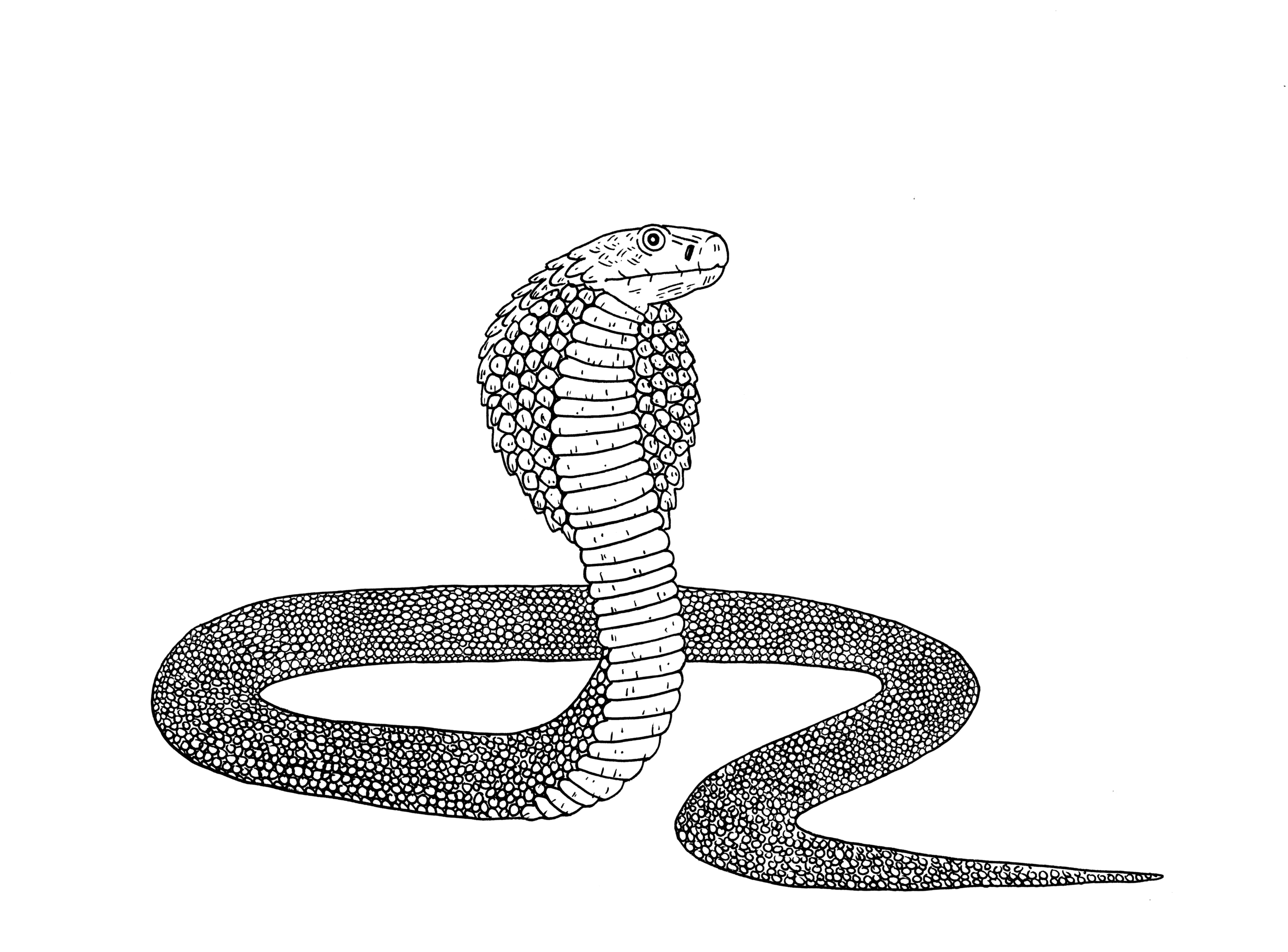 Easy Cobra Snake Drawings Snake Diagram Mouse Pad | Cool Snake Drawing