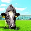 Beemster Cheese