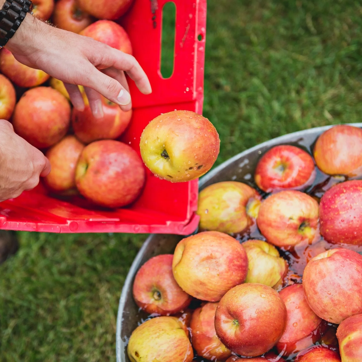 How to Make Apple Cider - Cider Press Northwest | We rent and sell ...