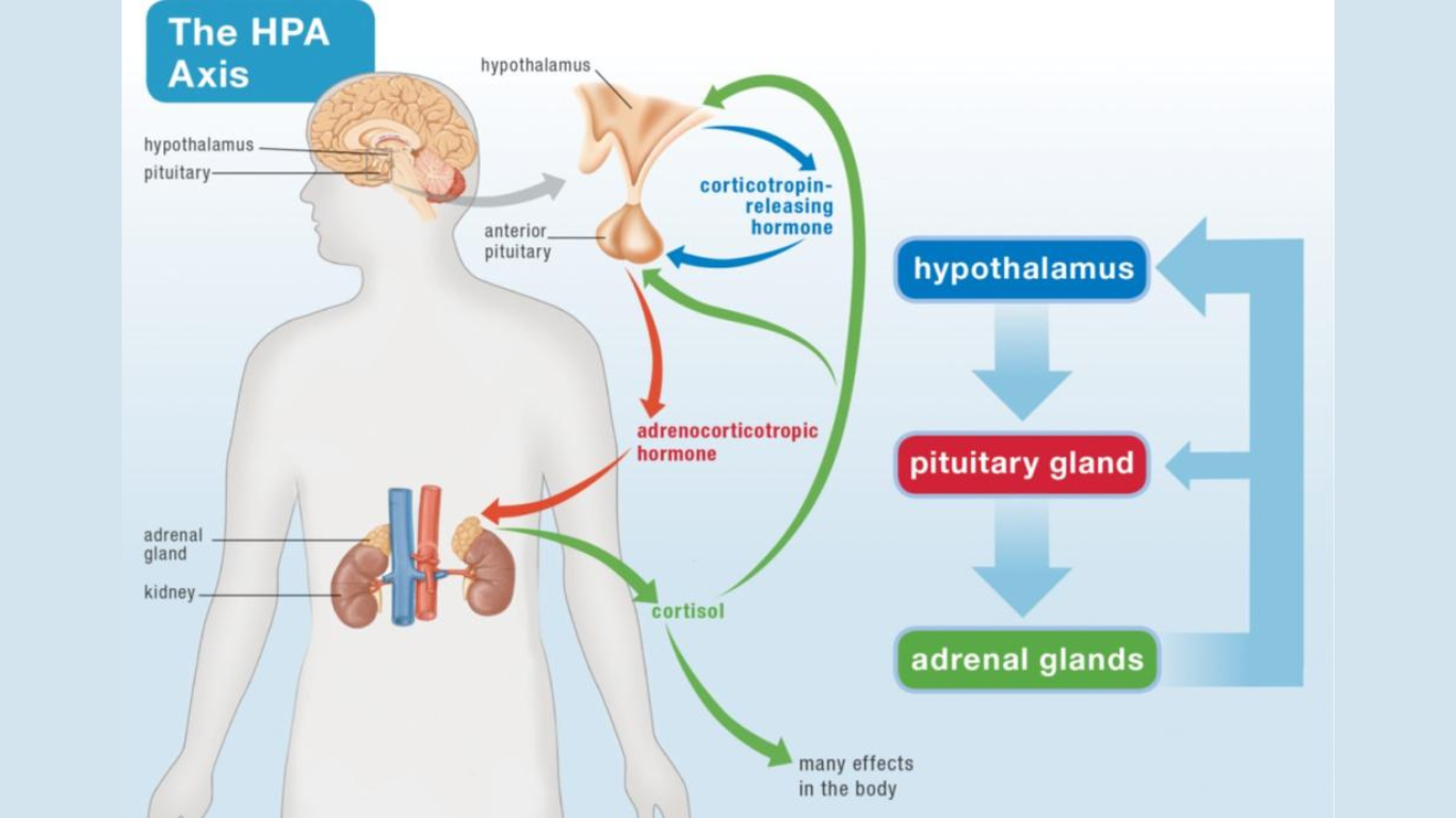 Understanding the HPA Axis: How Chronic Stress Impacts Your Energy ...