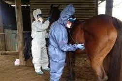 Clinic News - Hendra Disease in Horse — Gloucester District Vets