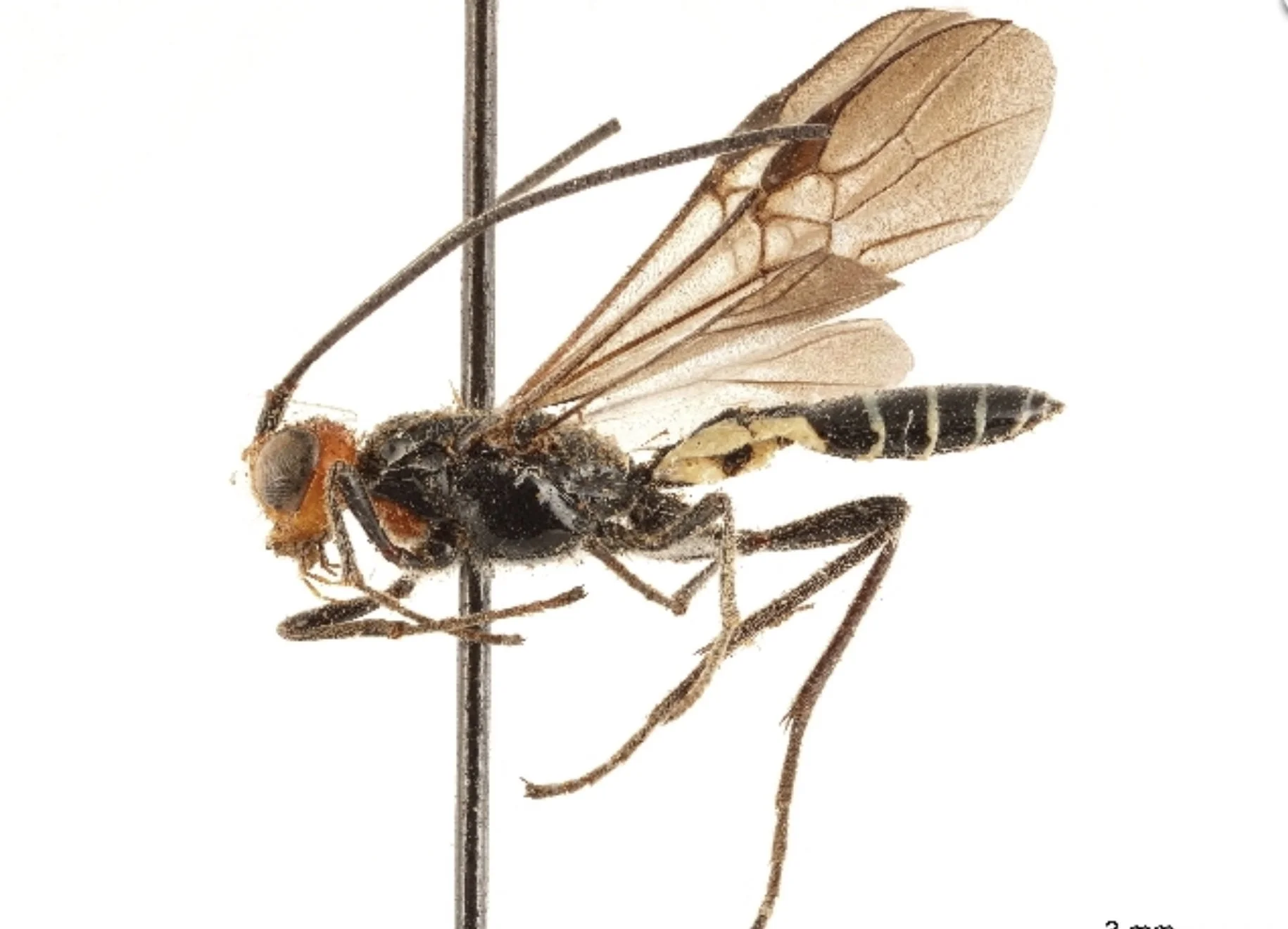 Callibracon (Braconidae: Braconinae) — Life in a Southern Forest