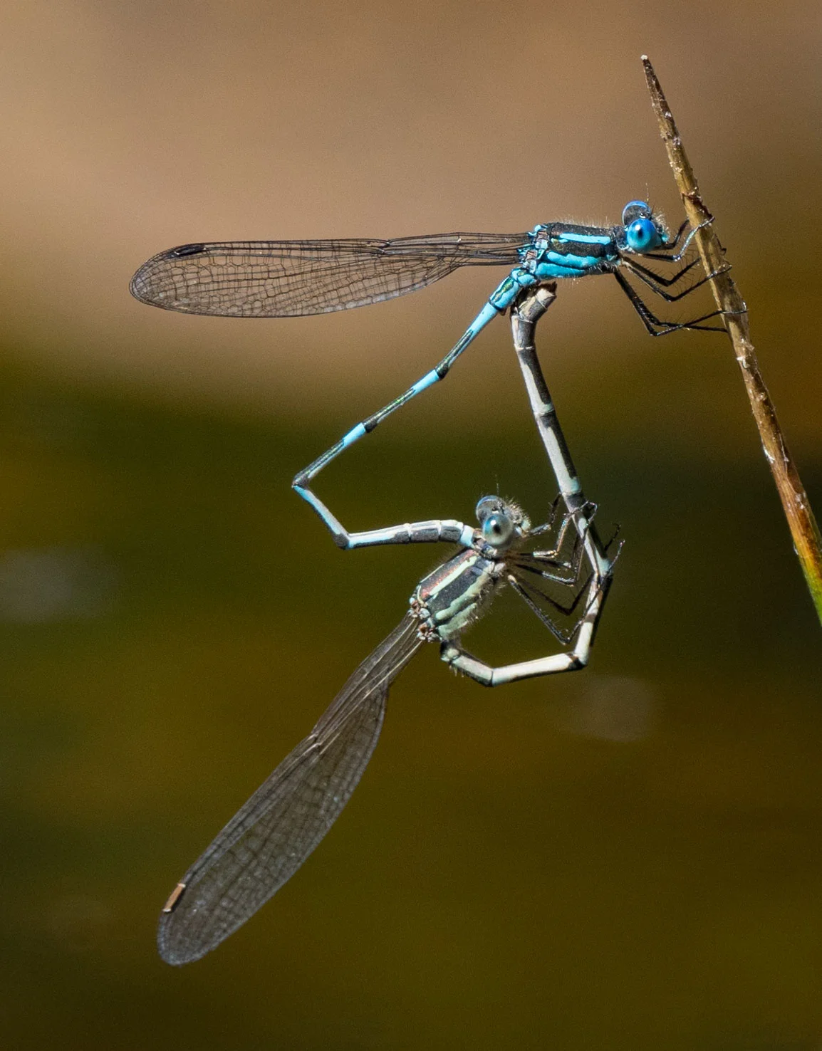 Our most common damselfly — Life in a Southern Forest