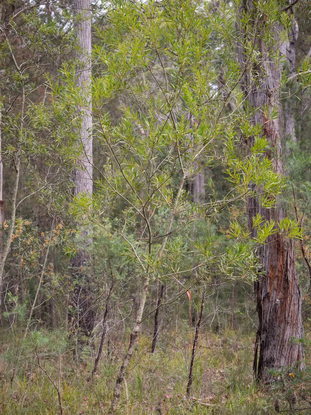 Wattles - surprisingly diverse — Life in a Southern Forest
