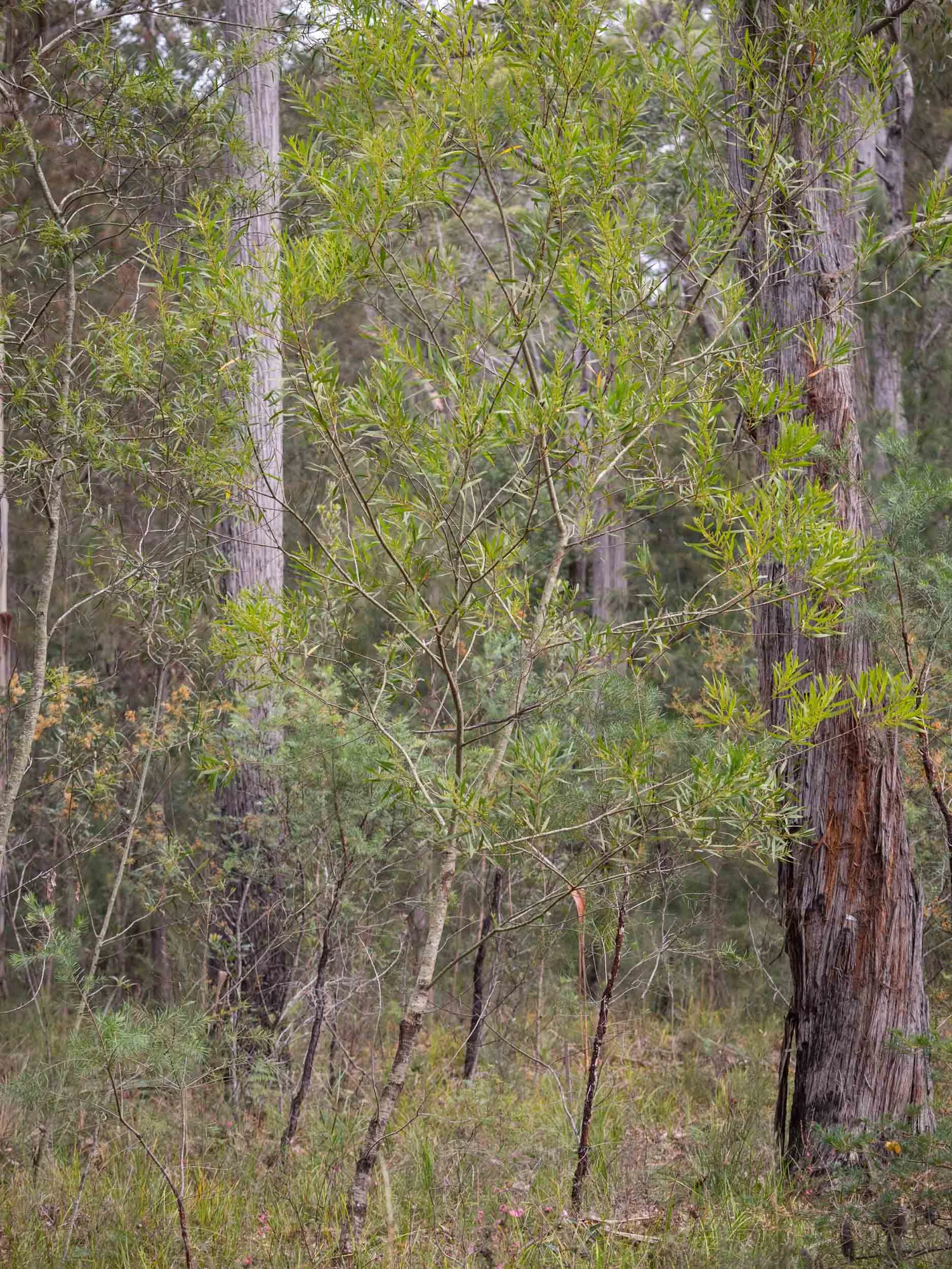 Wattles - surprisingly diverse — Life in a Southern Forest