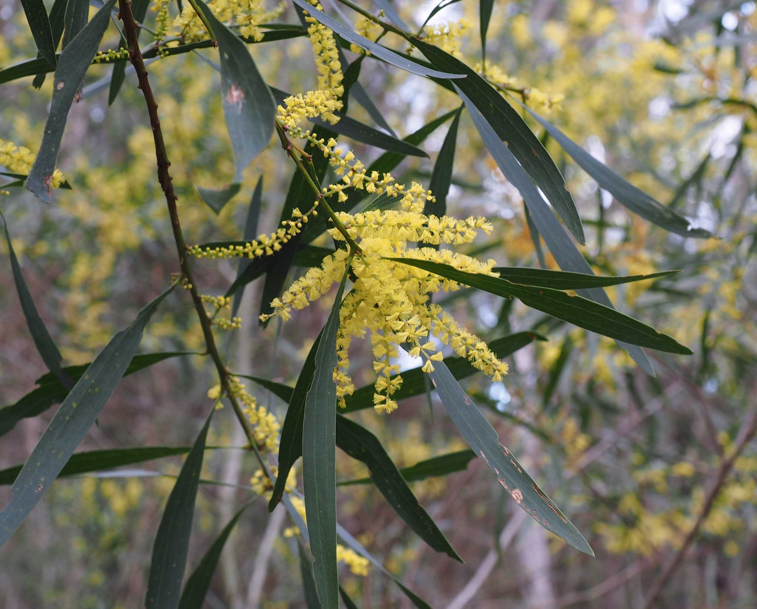 Wattles - surprisingly diverse — Life in a Southern Forest