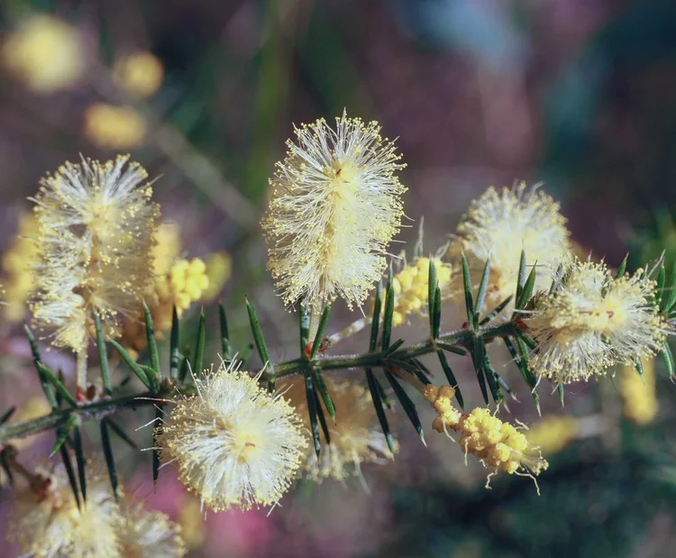 Wattles - surprisingly diverse — Life in a Southern Forest