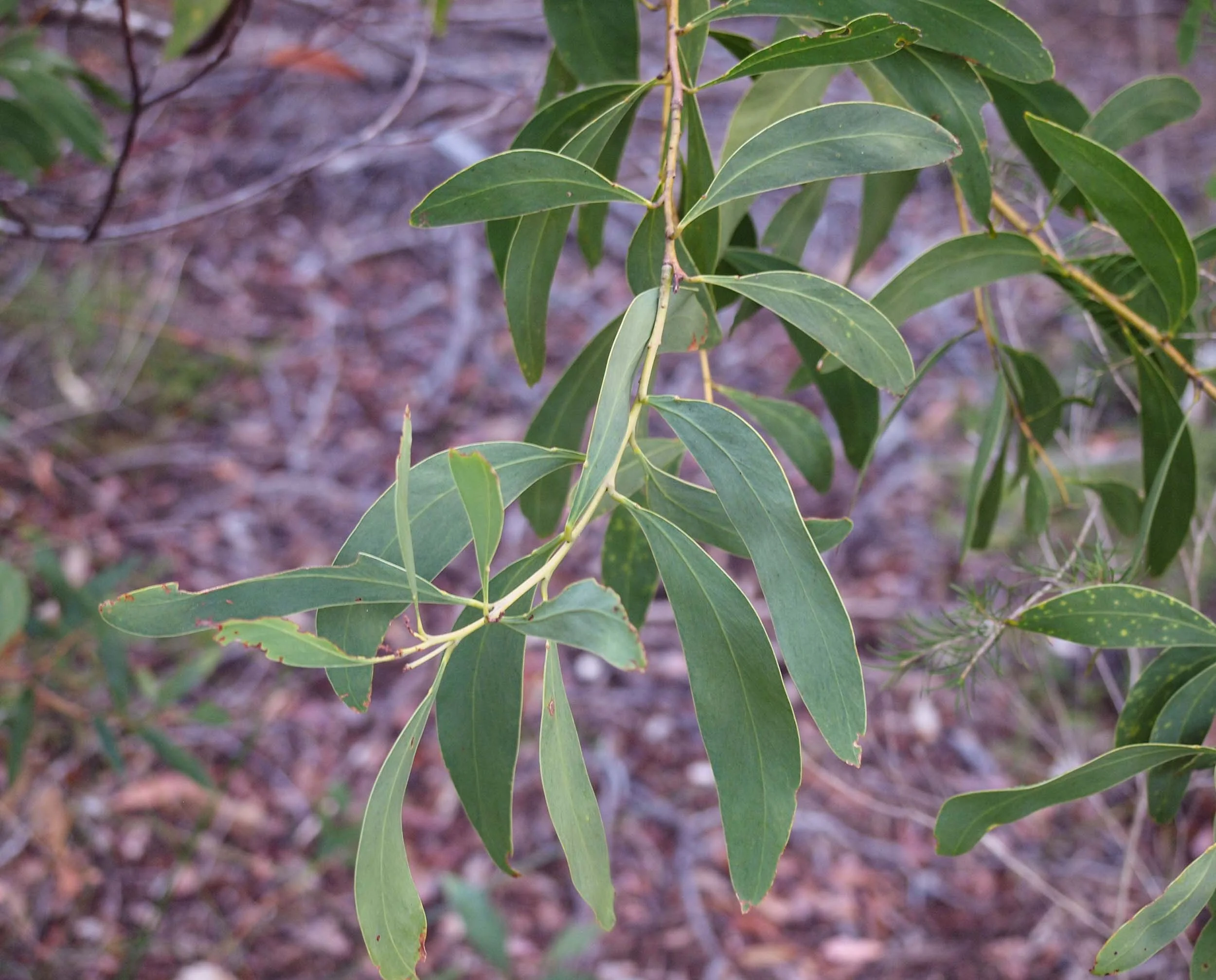 Wattles - surprisingly diverse — Life in a Southern Forest