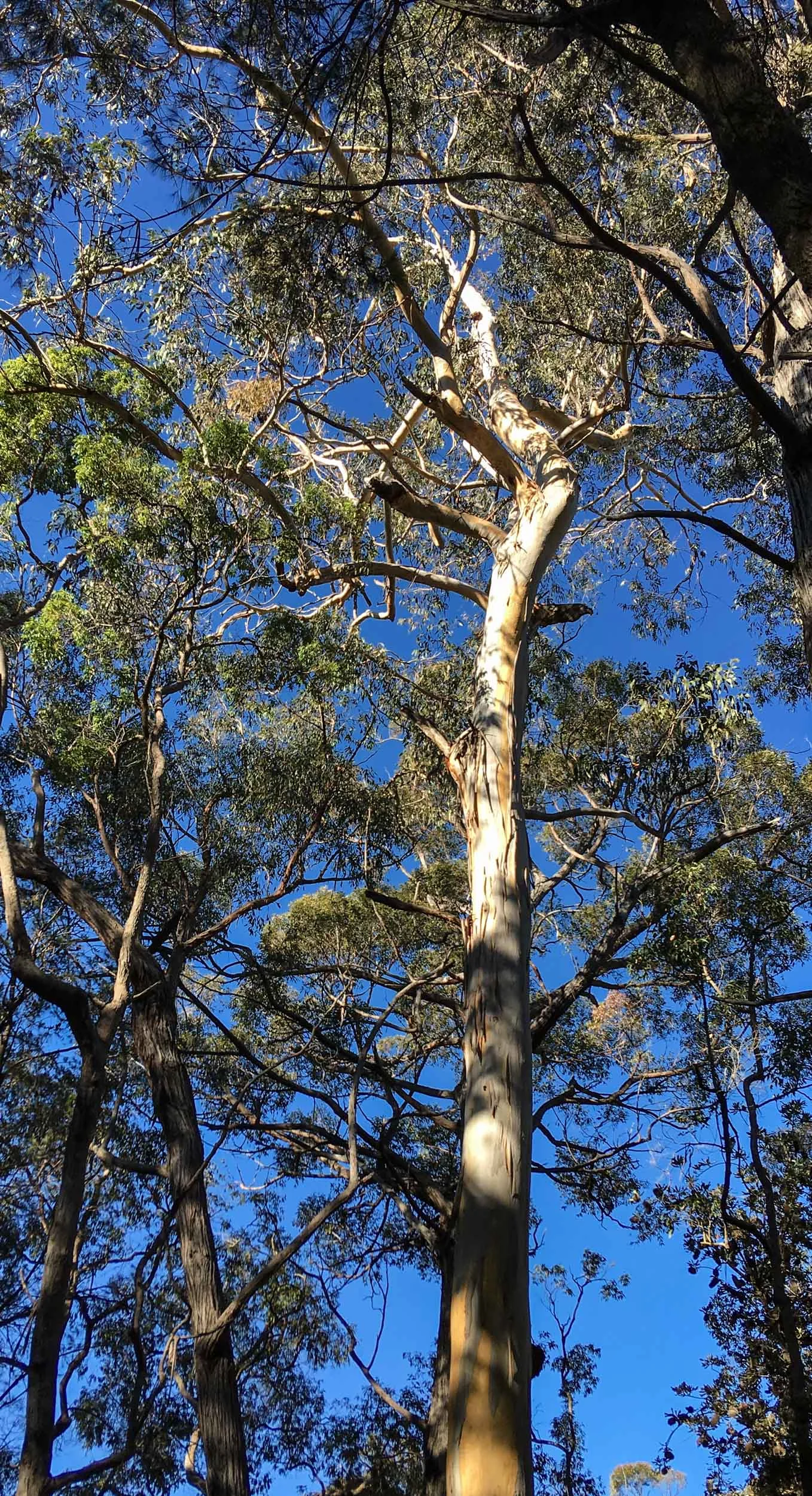 Our tall trees — Life in a Southern Forest