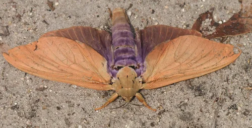 Fate of a Mustard Ghost Moth — Life in a Southern Forest