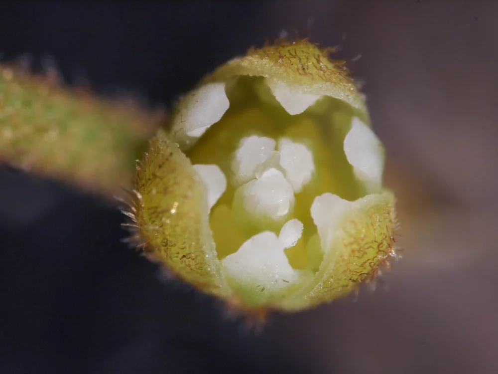 Cassytha - a parasitic plant — Life in a Southern Forest