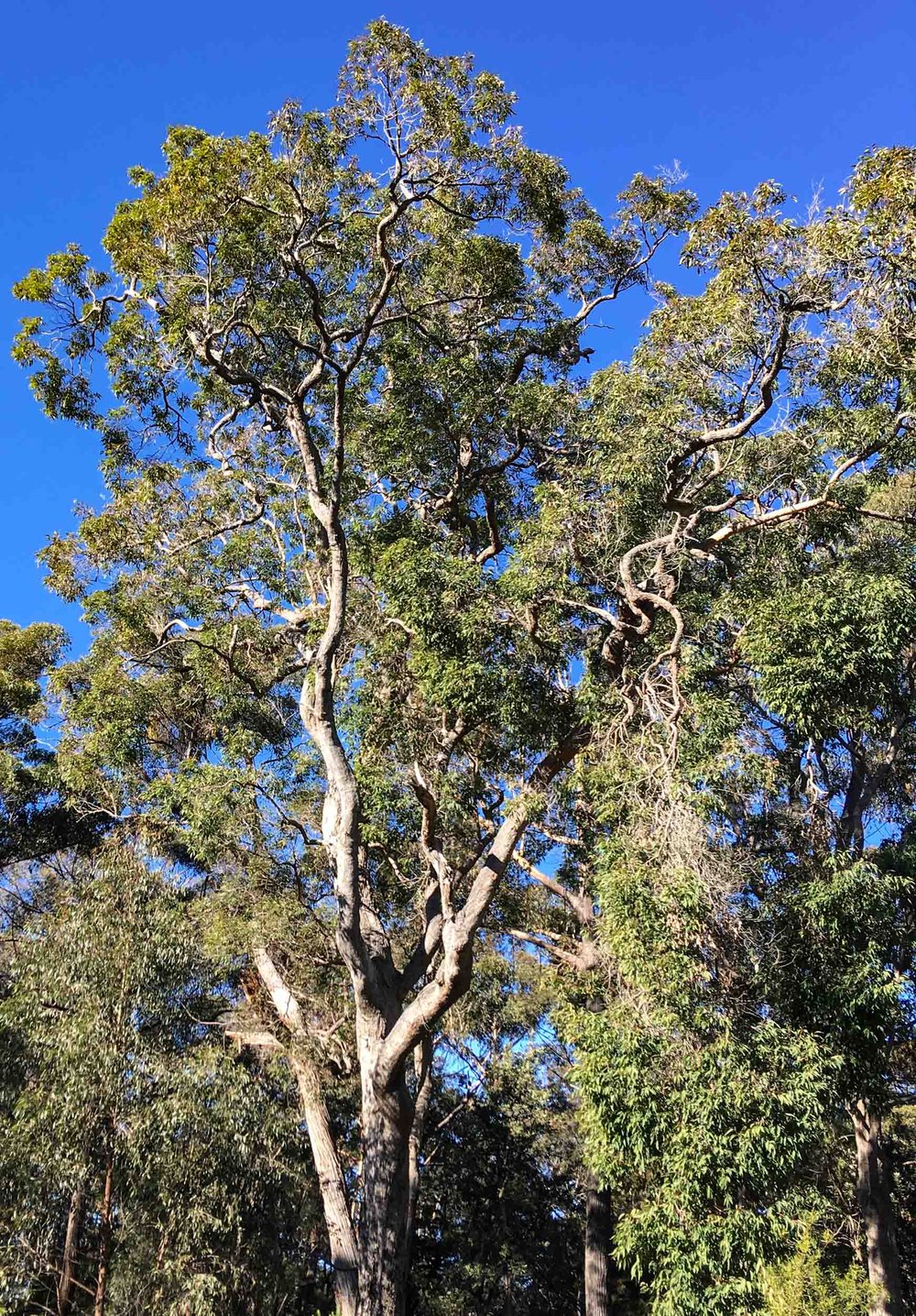 Our tall trees — Life in a Southern Forest