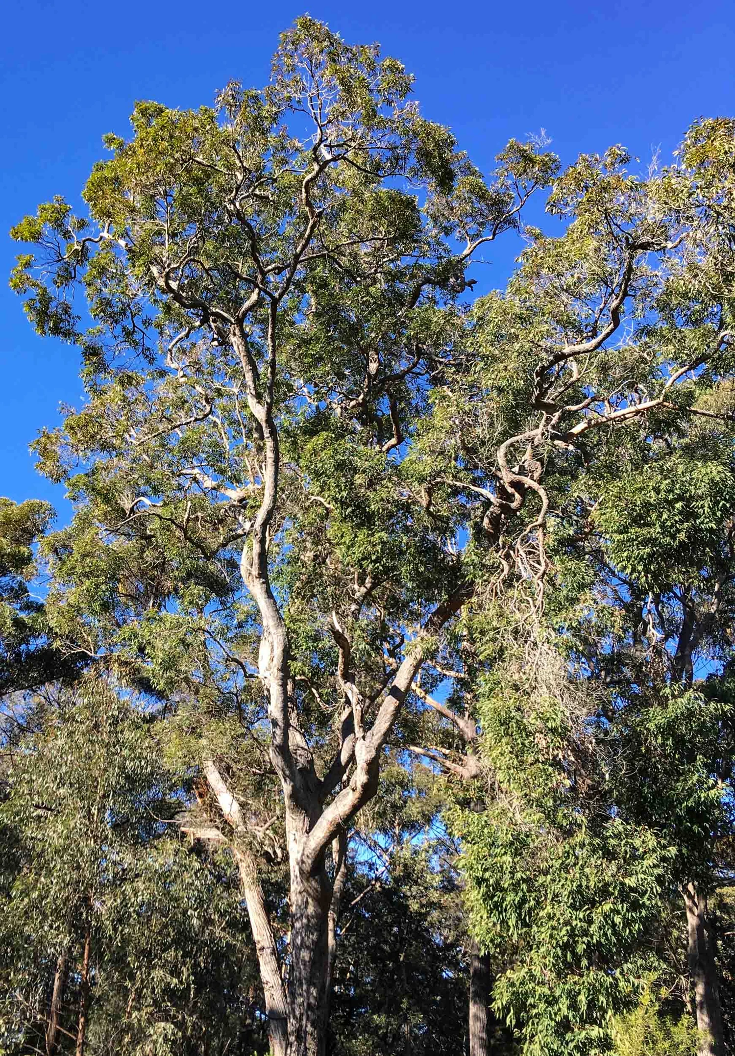 Our tall trees — Life in a Southern Forest