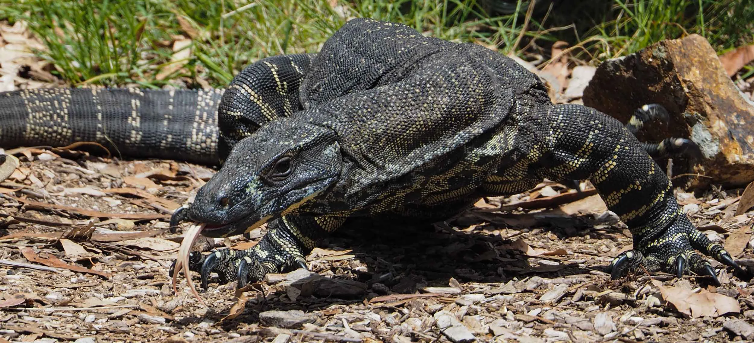 Lace monitor recovery — Life in a Southern Forest