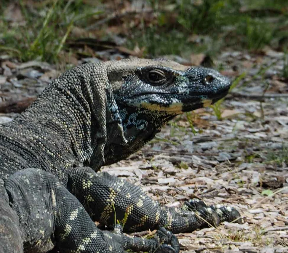 Lace monitor recovery — Life in a Southern Forest