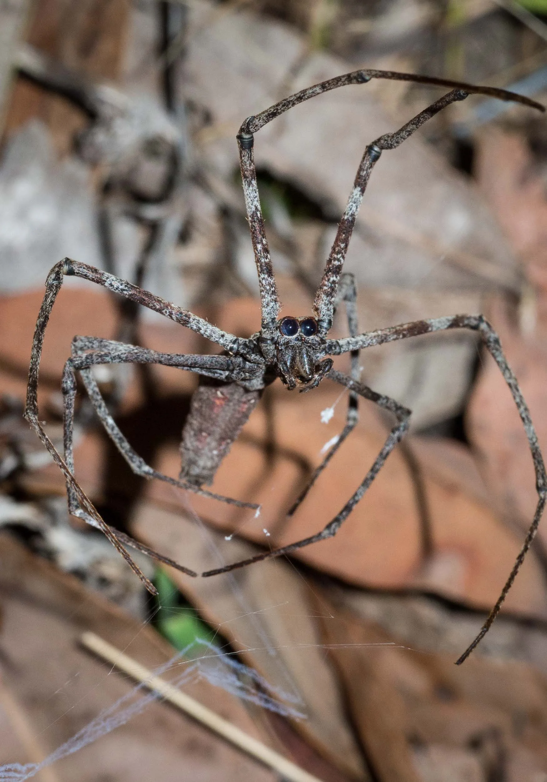 The Net Caster - a special spider and a special event — Life in a ...