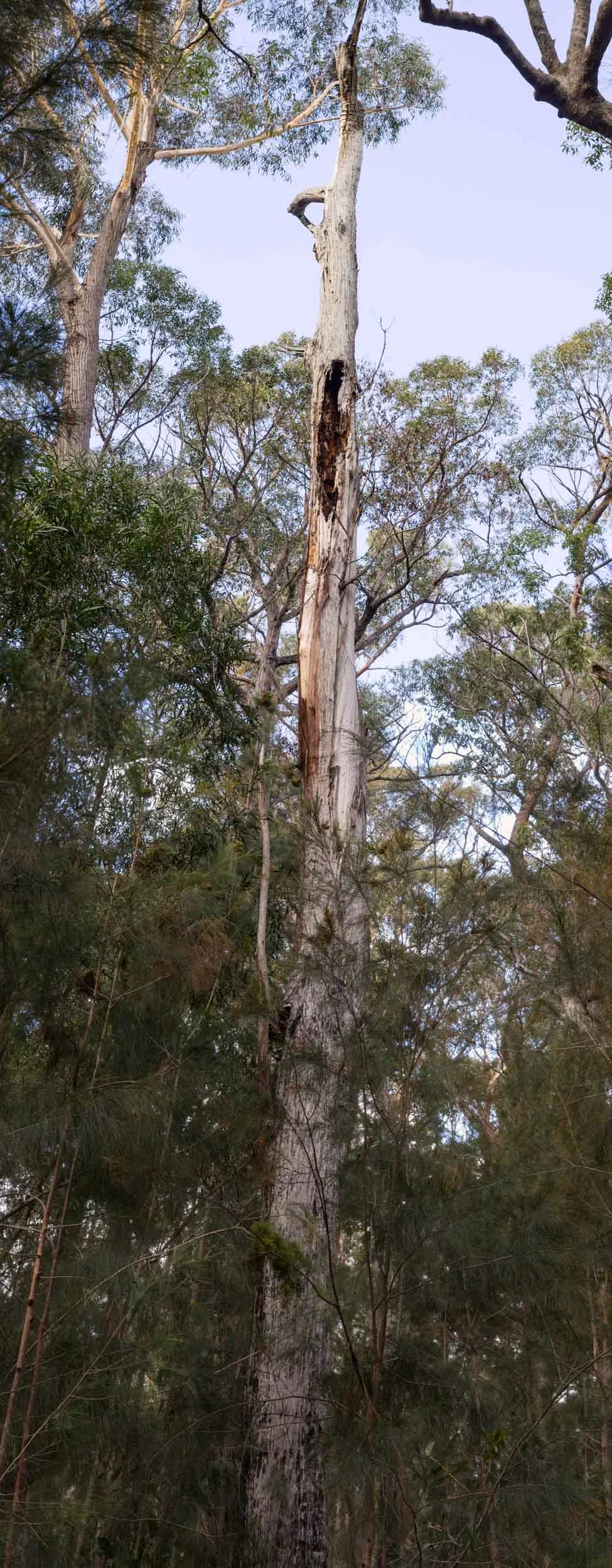 A rotten log - ecosystem in miniature — Life in a Southern Forest