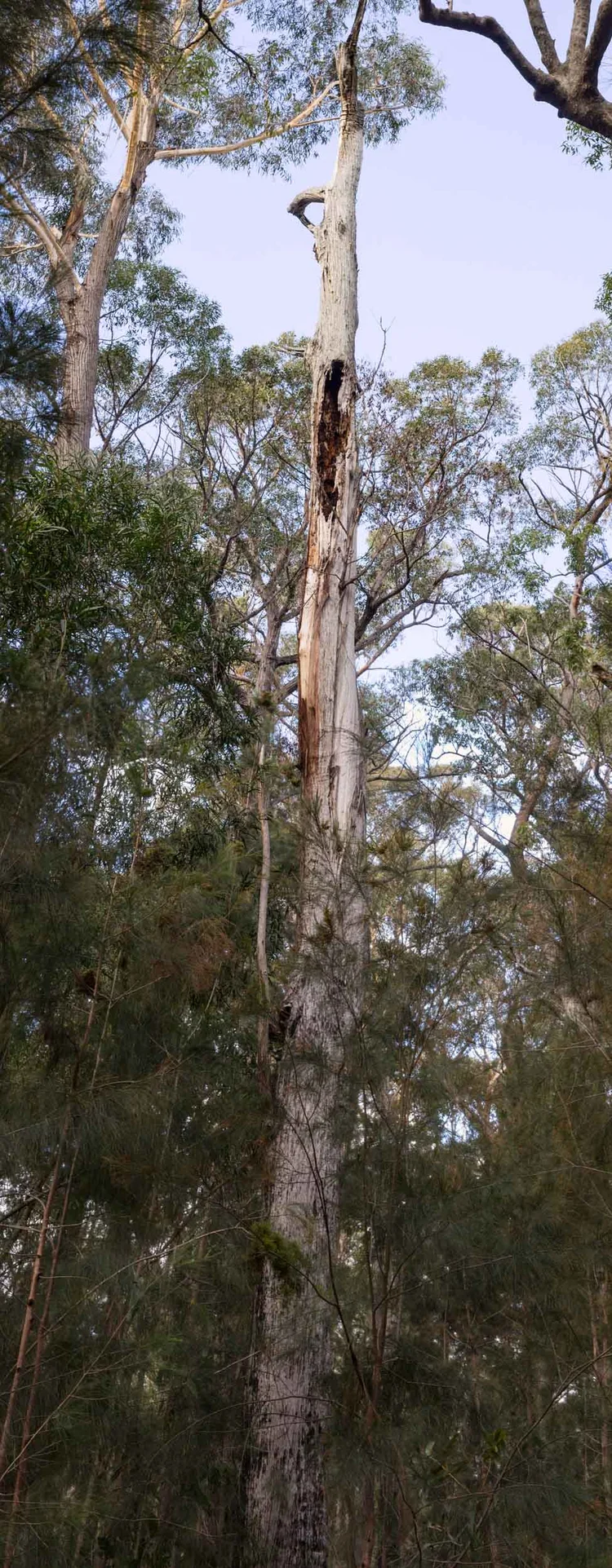 A rotten log - ecosystem in miniature — Life in a Southern Forest