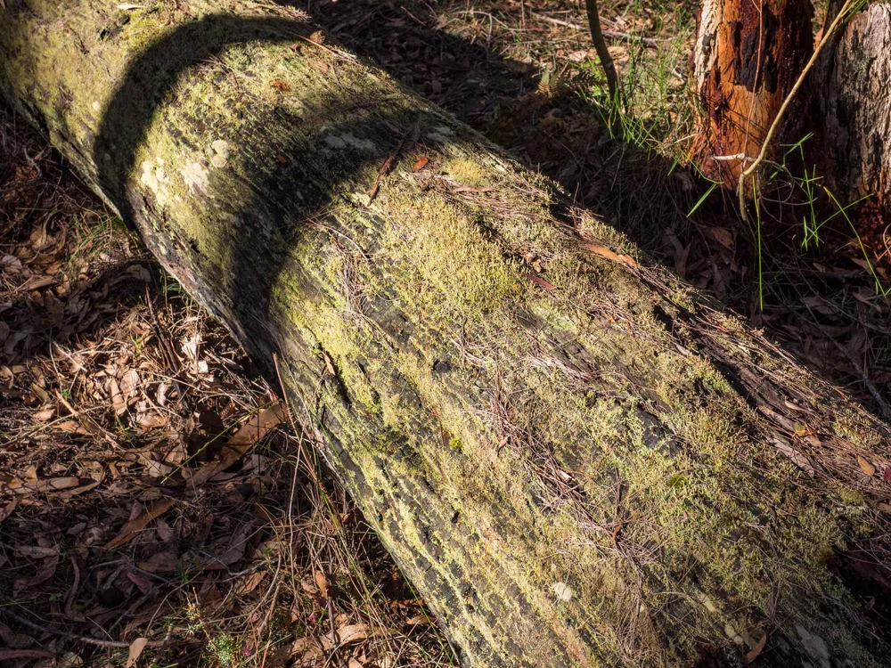 A rotten log - ecosystem in miniature — Life in a Southern Forest