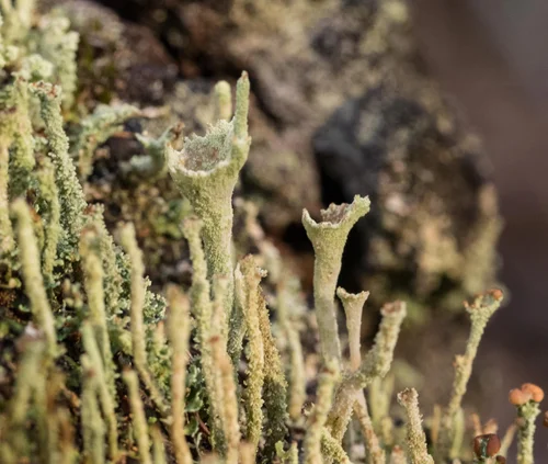 A rotten log - ecosystem in miniature — Life in a Southern Forest
