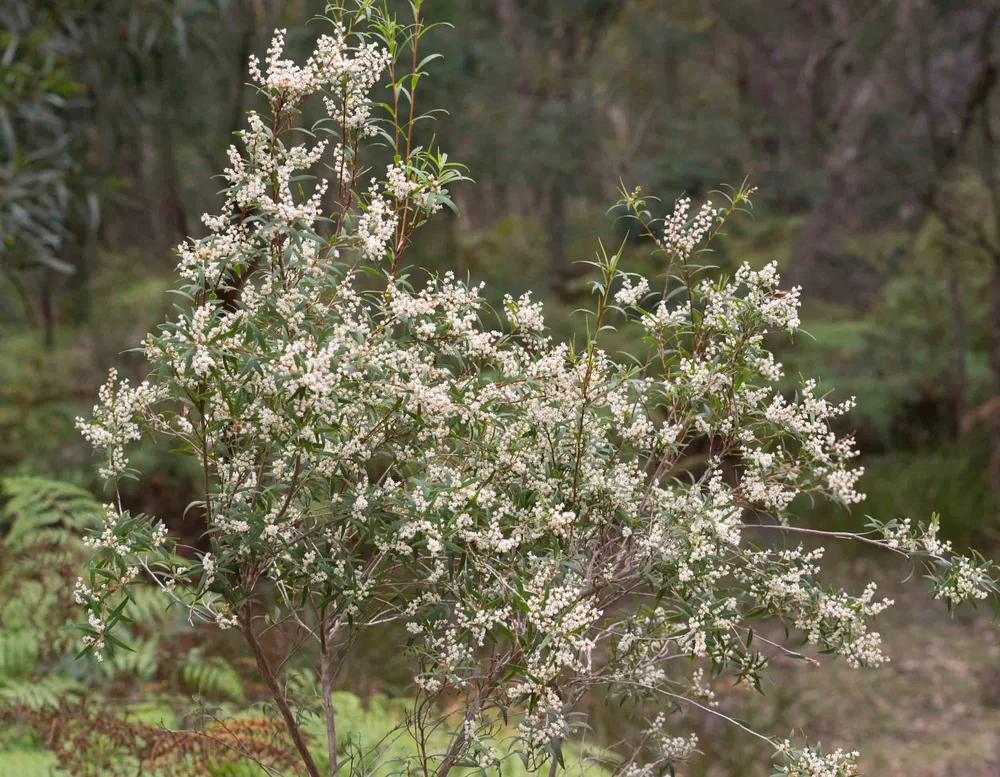 Beard-heath feeding frenzy — Life in a Southern Forest