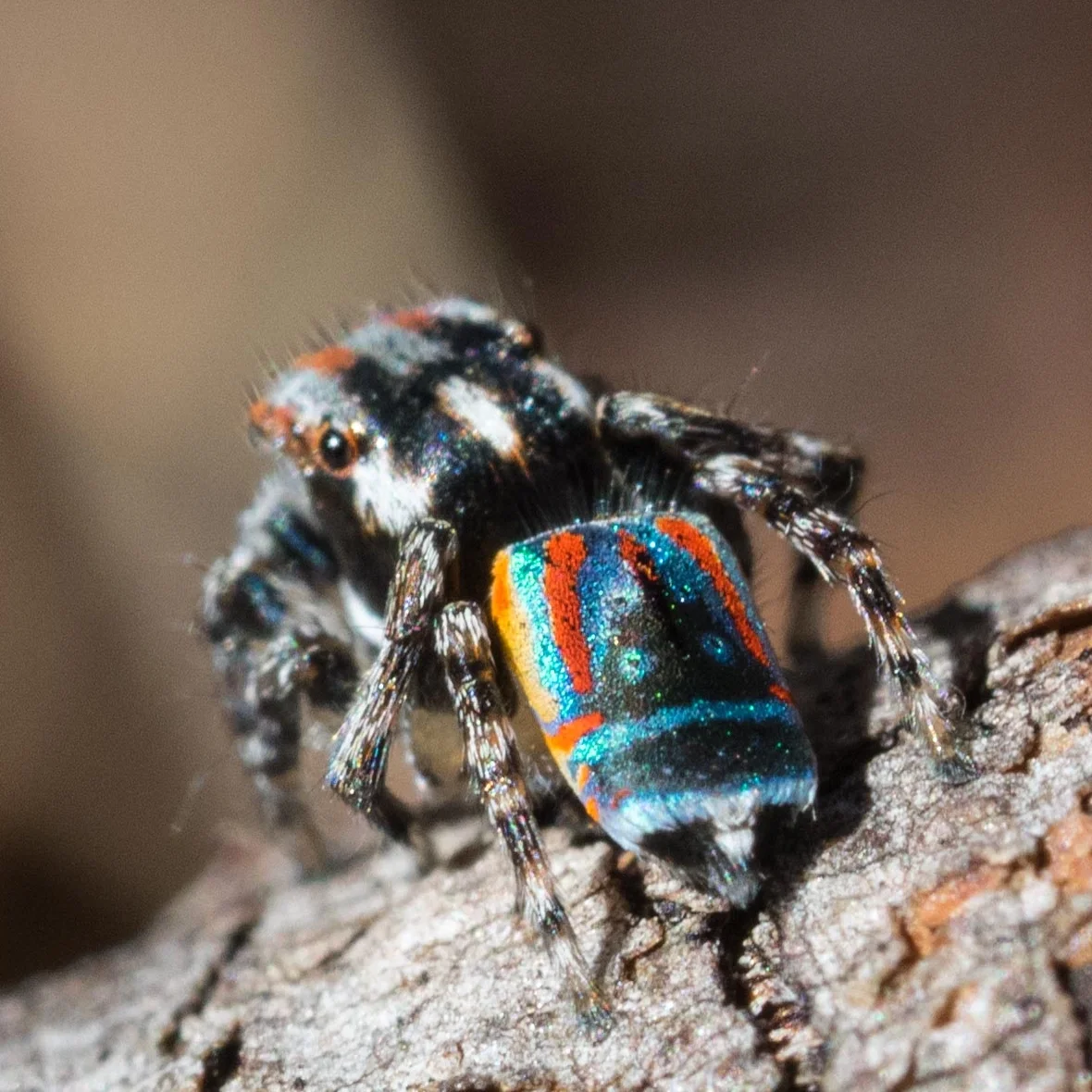 Spiders: beautiful, bizarre and just a little bit scary — Life in a ...