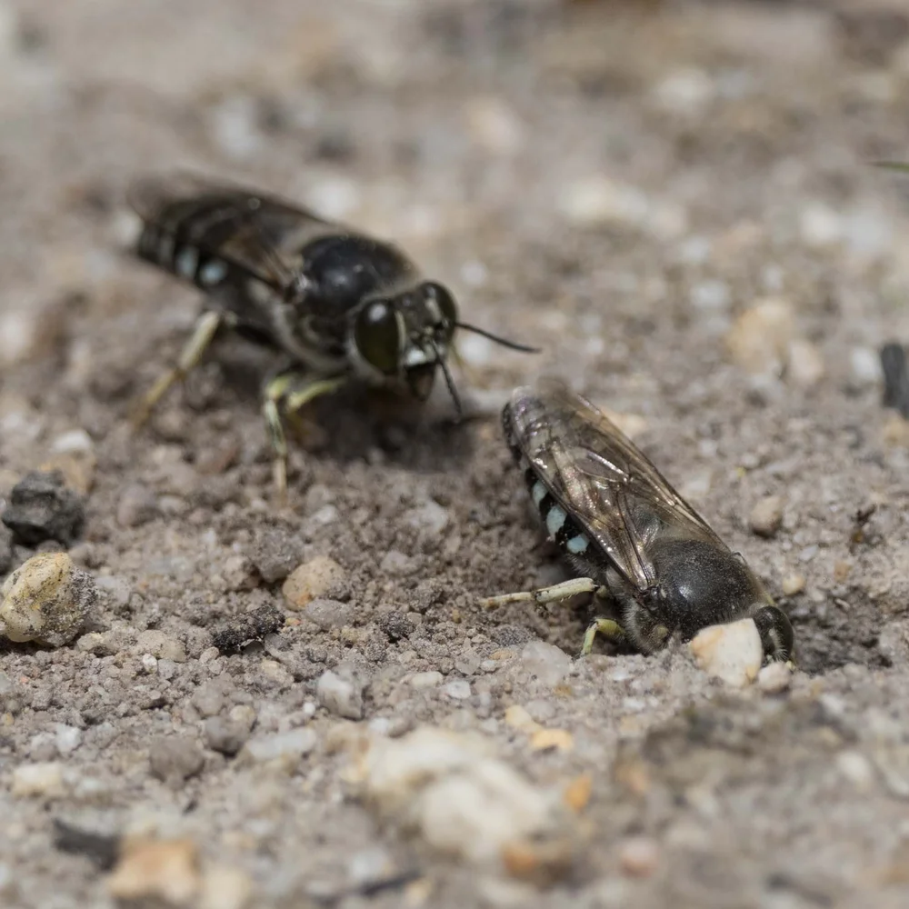 Sand Wasp season — Life in a Southern Forest
