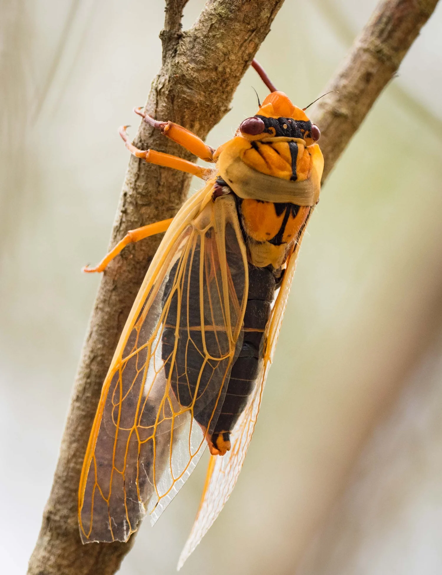 A big year for Masked Devils — Life in a Southern Forest