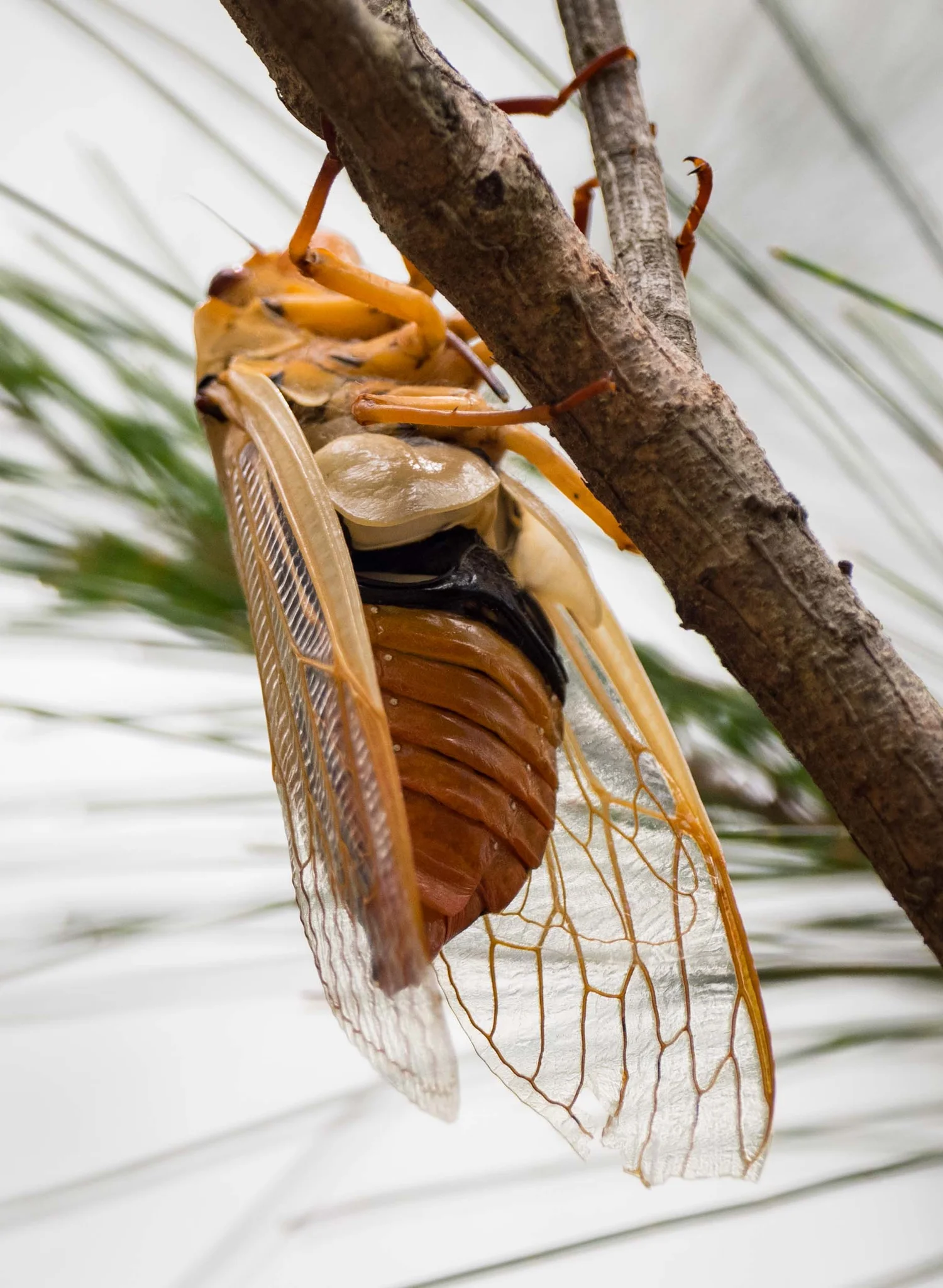 A big year for Masked Devils — Life in a Southern Forest