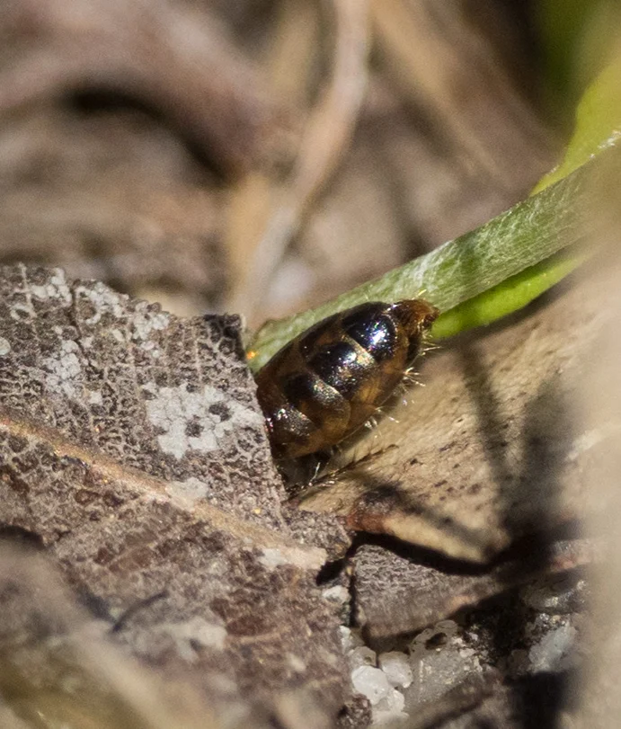 Flower wasps: an intriguing mating ritual — Life in a Southern Forest