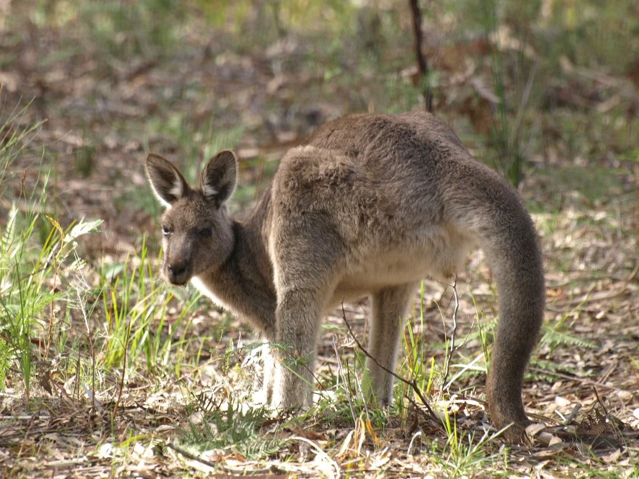 Kangaroo Embryo Crawling