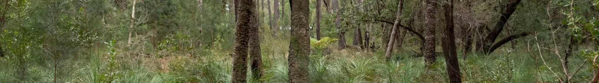 Life in a Southern Forest