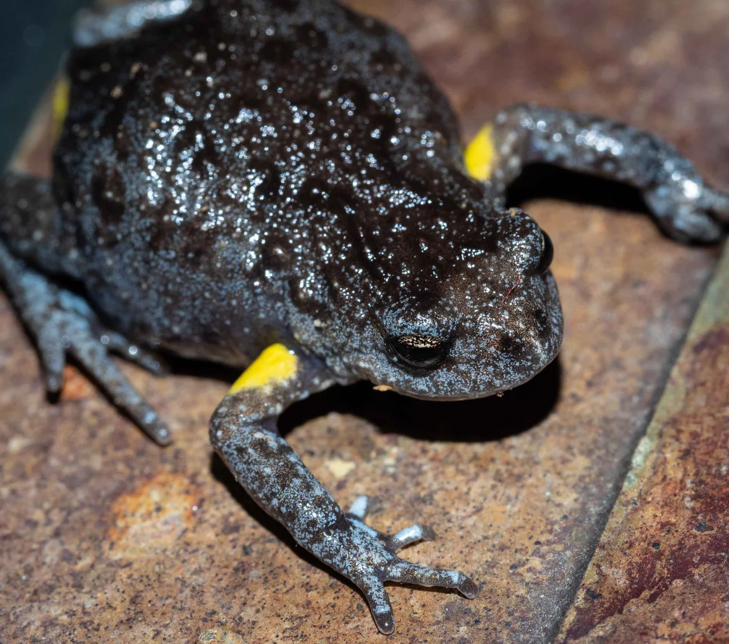 Yellow Belly Frog