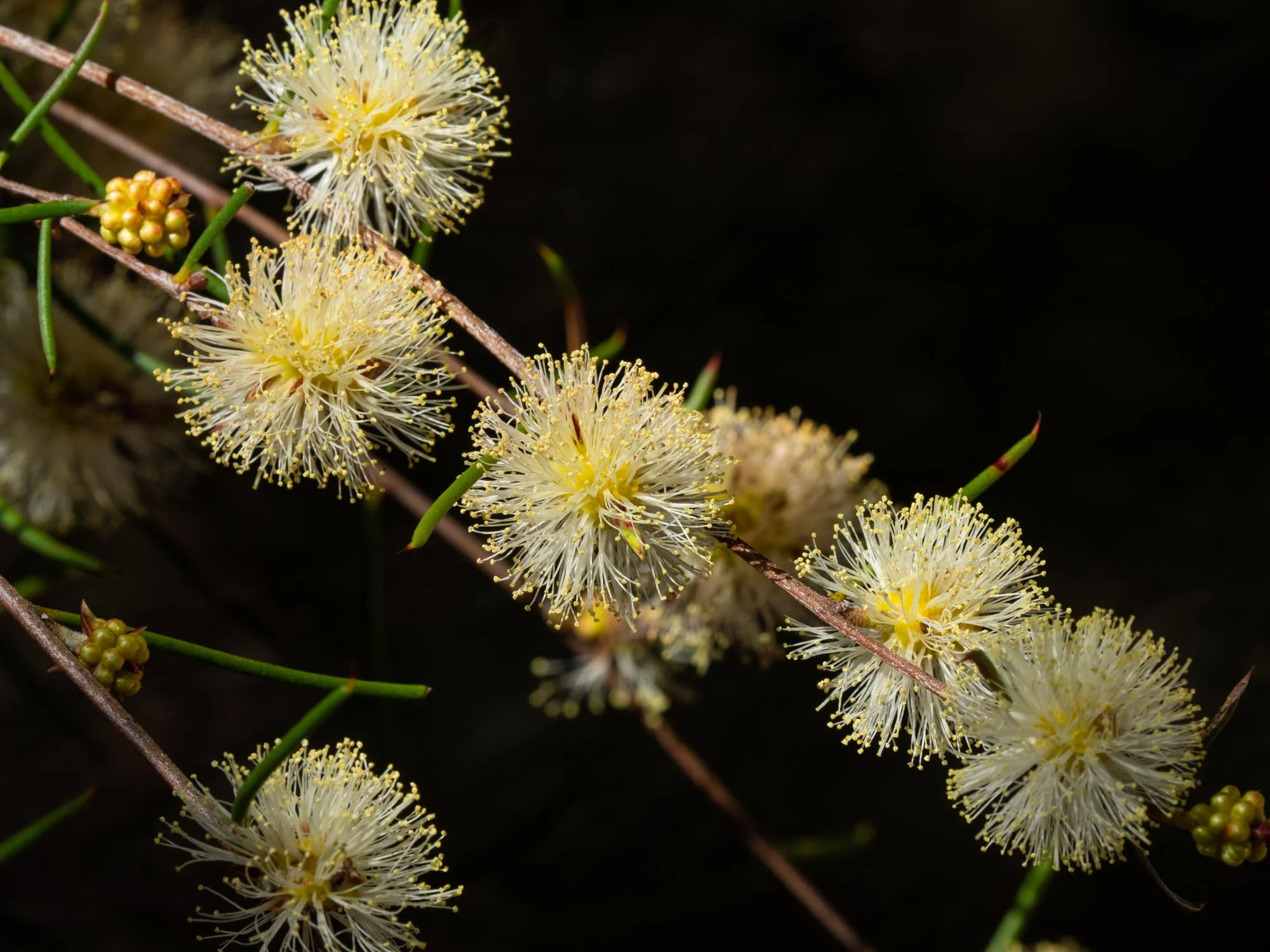 Flora of south-west WA: diversity & endemism — Life in a Southern Forest