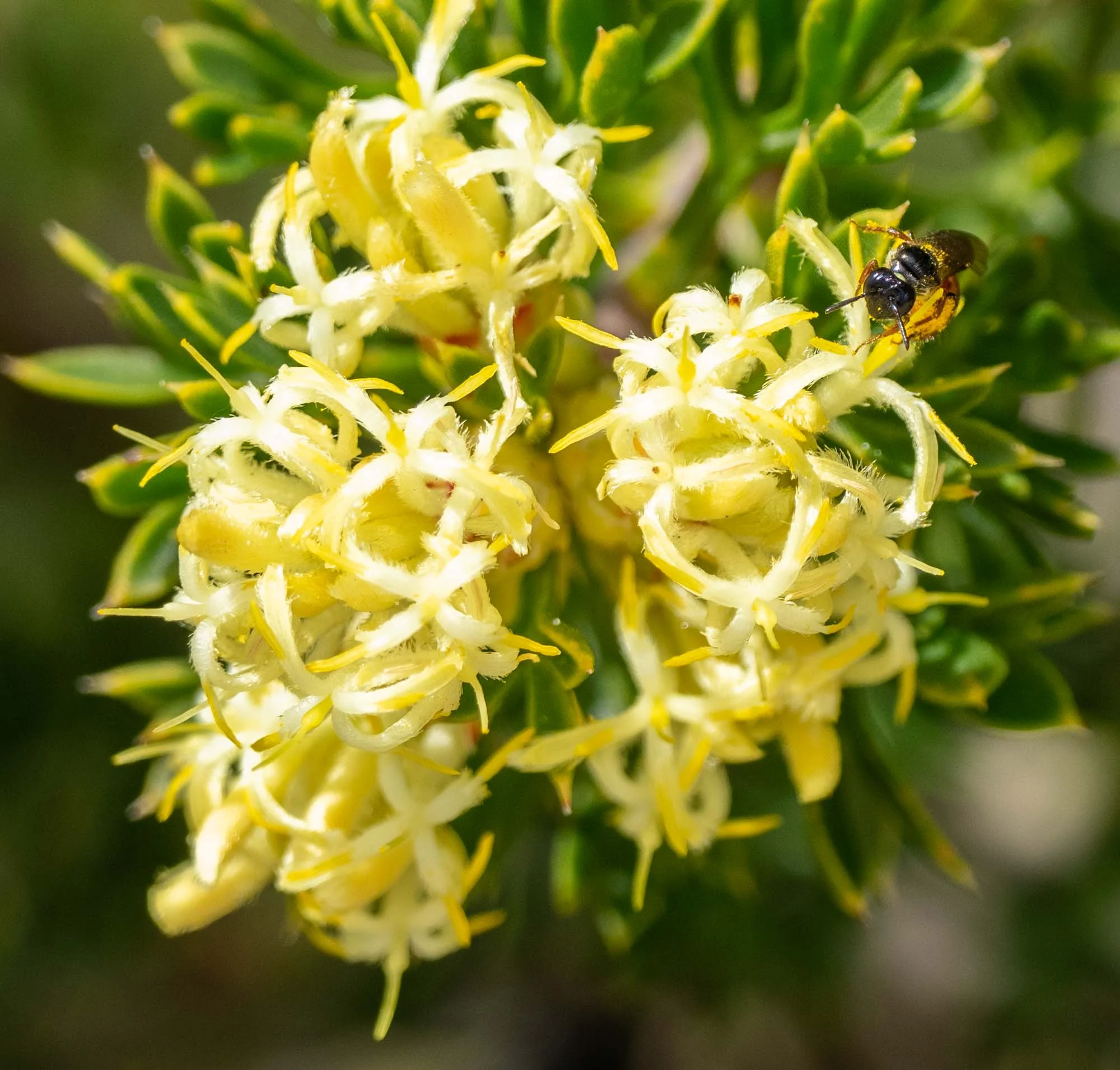 Flora of south-west WA: diversity & endemism — Life in a Southern Forest