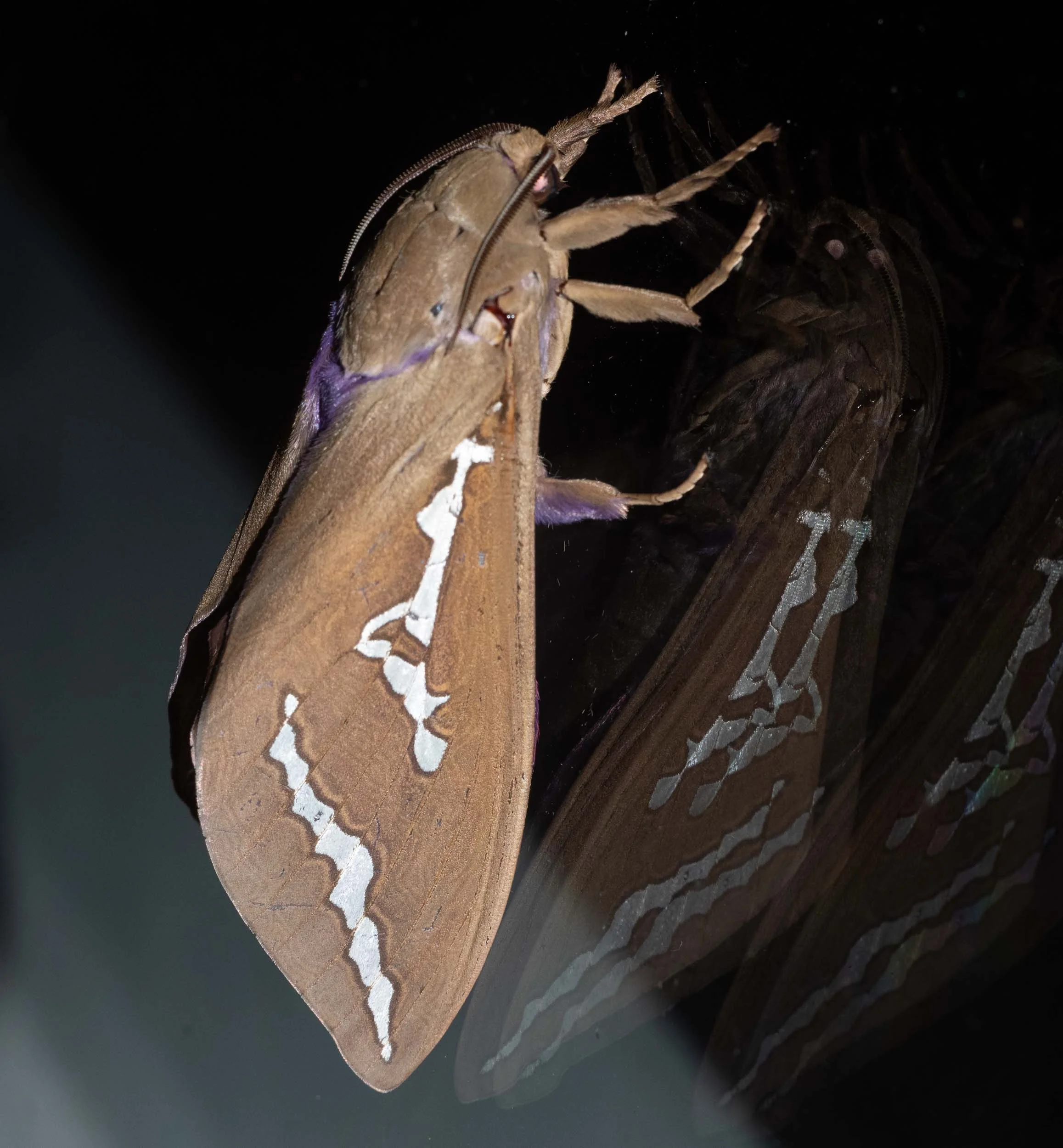 Week in pictures — Life in a Southern Forest