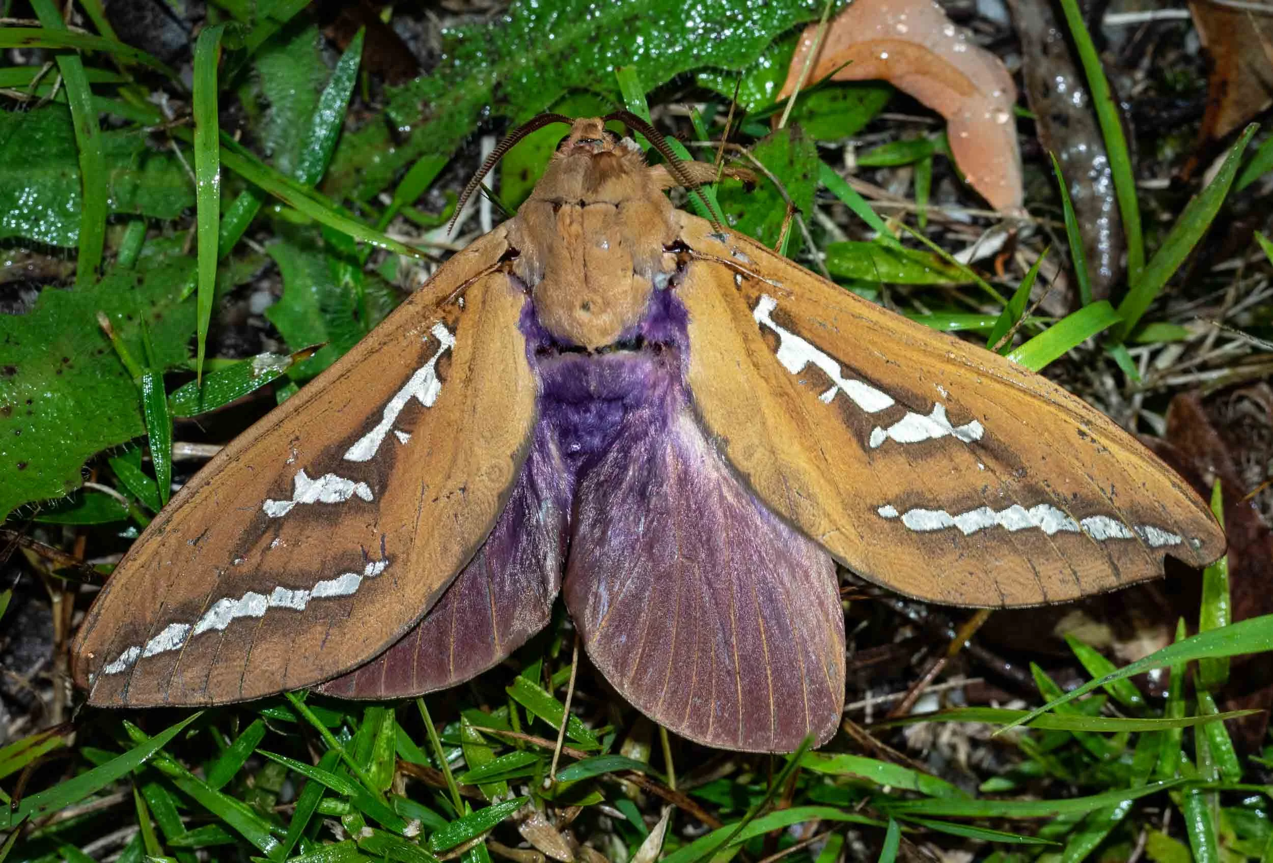Week in pictures — Life in a Southern Forest
